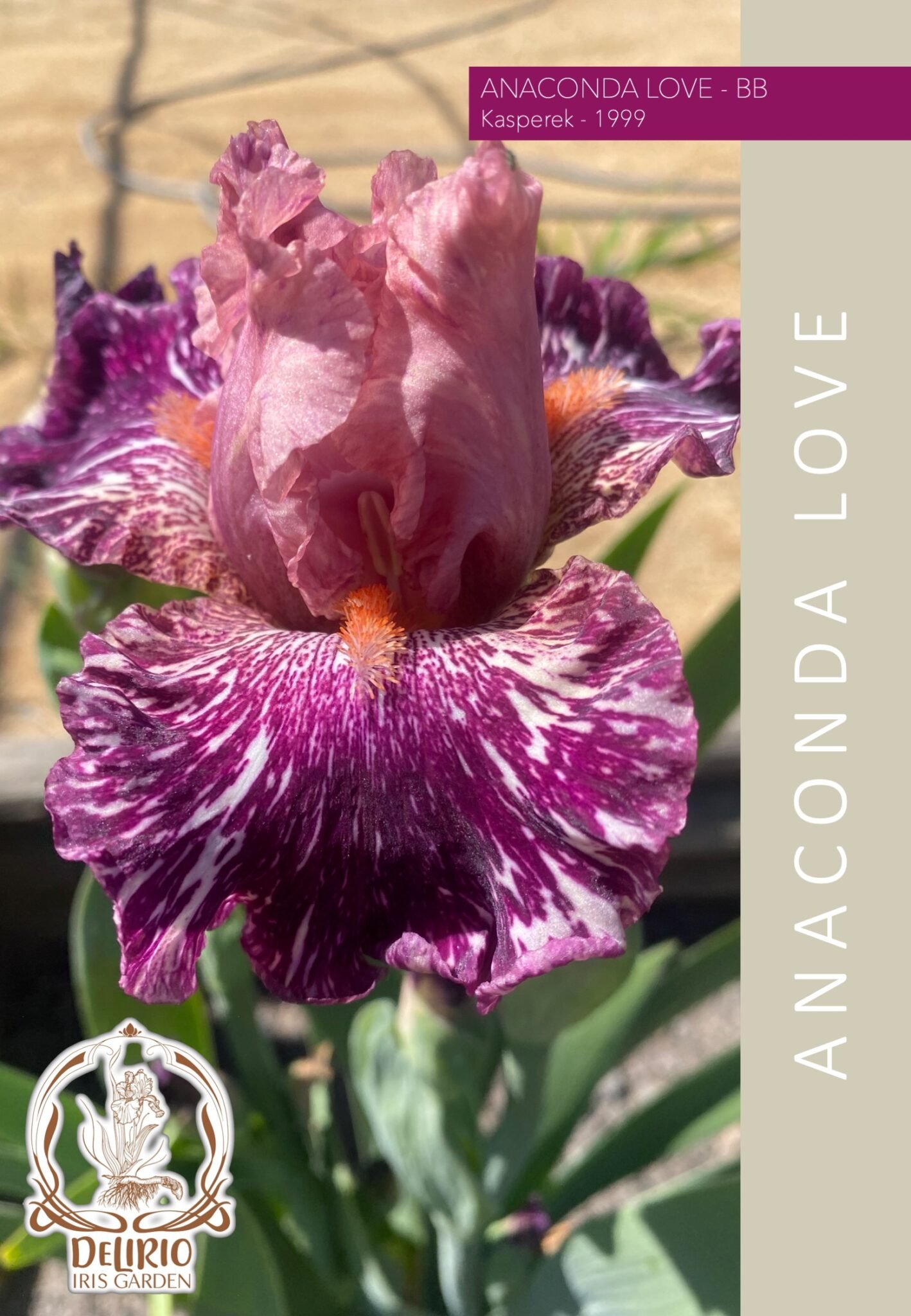 Delirio Iris Garden - Delirio Iris Garden