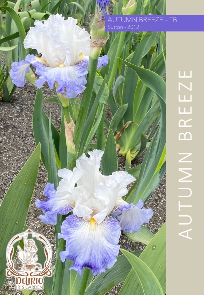 Delirio Iris Garden - Delirio Iris Garden