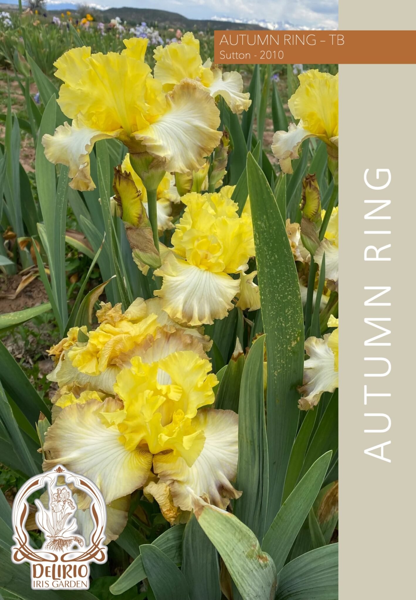 Autumn Ring - Delirio Iris Garden