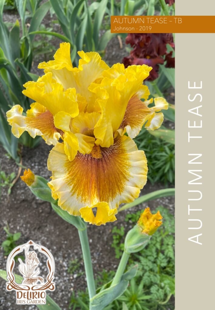 Delirio Iris Garden - Delirio Iris Garden