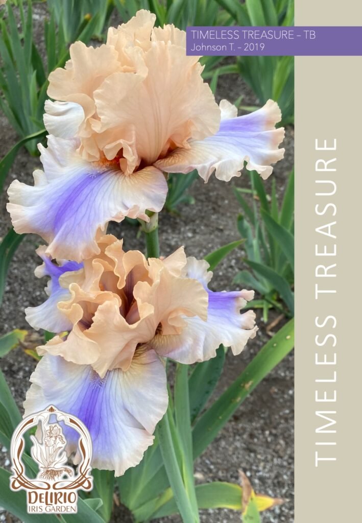 Timeless Treasure - Delirio Iris Garden