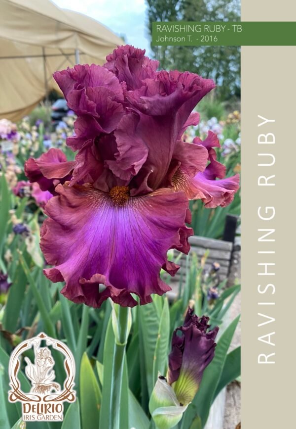 Ravishing Ruby - Delirio Iris Garden