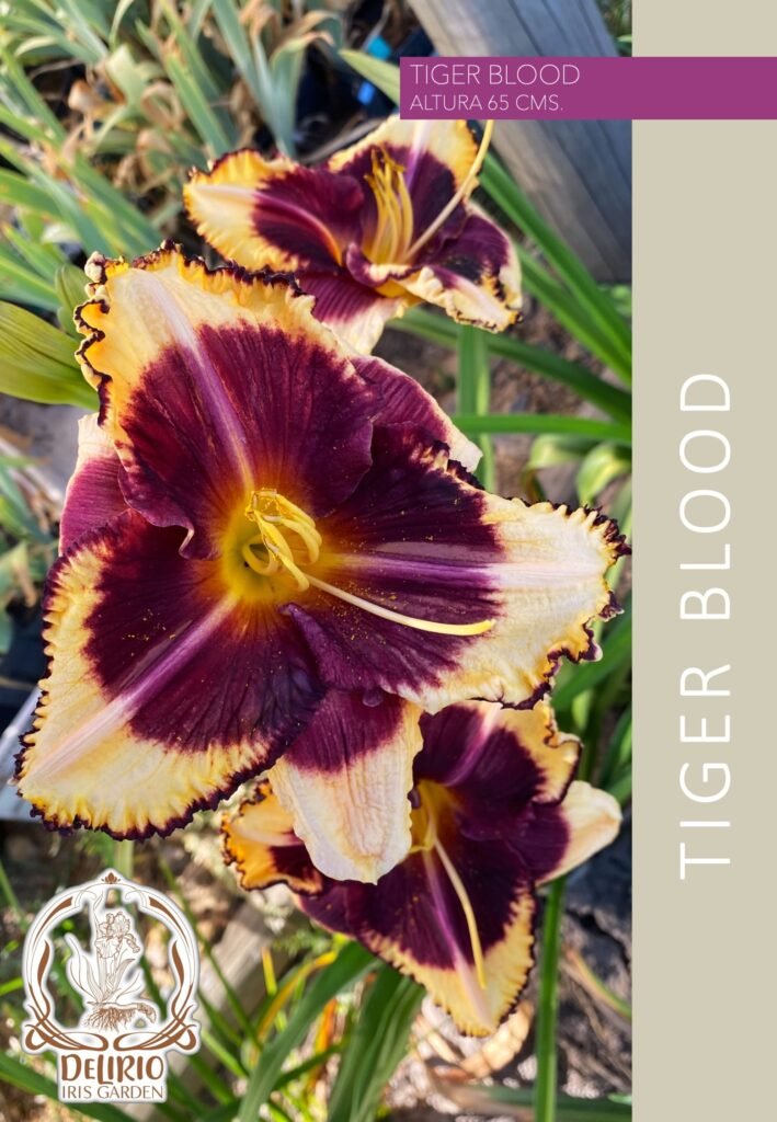 Tiger Blood - Delirio Iris Garden