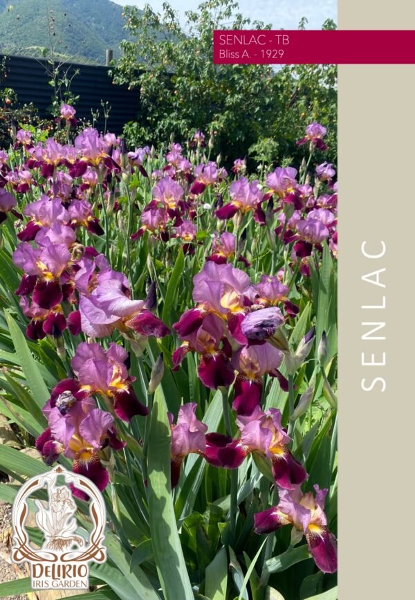 Senlac - Delirio Iris Garden