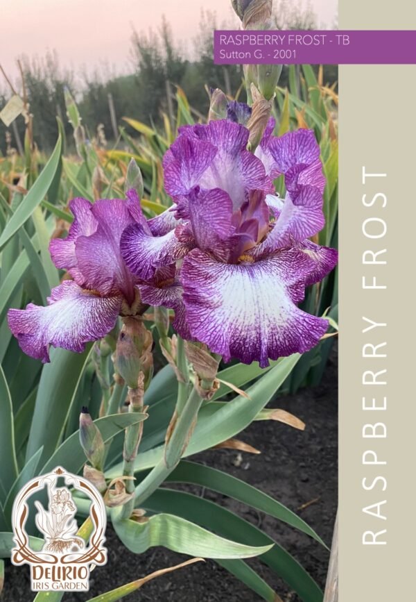 Raspberry Frost - Delirio Iris Garden