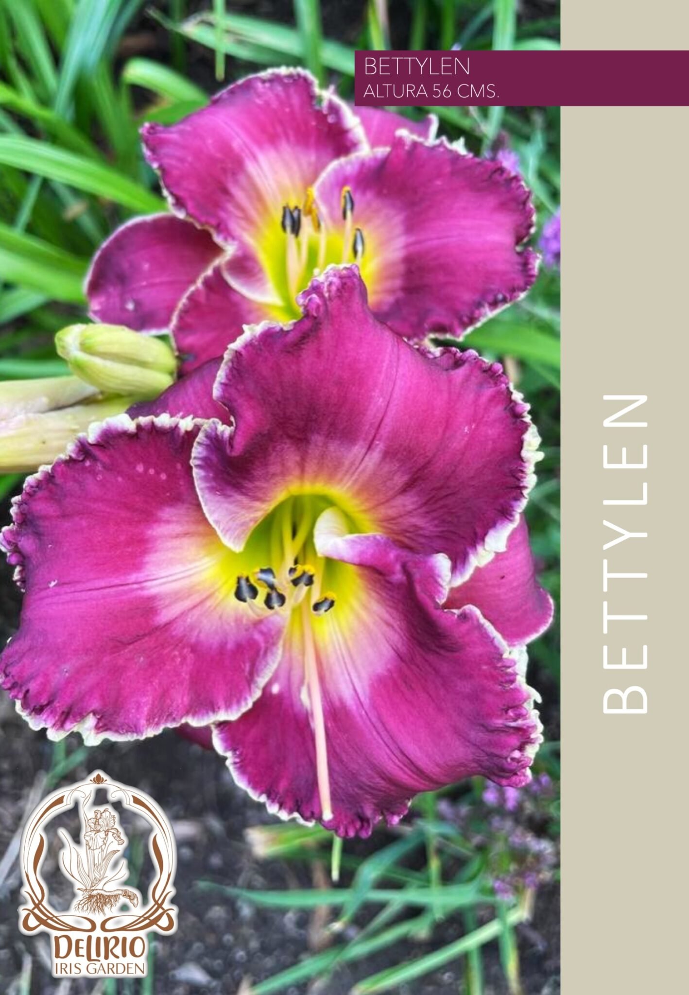 Delirio Iris Garden - Delirio Iris Garden