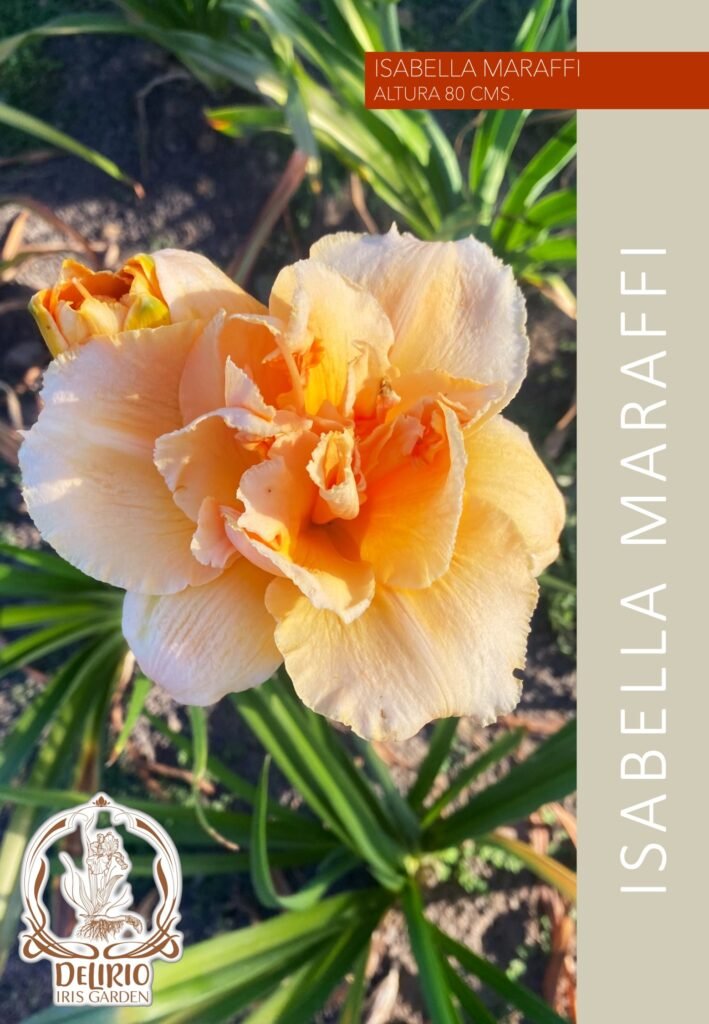 Delirio Iris Garden - Delirio Iris Garden