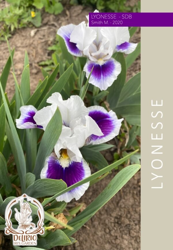 Lyonesse - Delirio Iris Garden