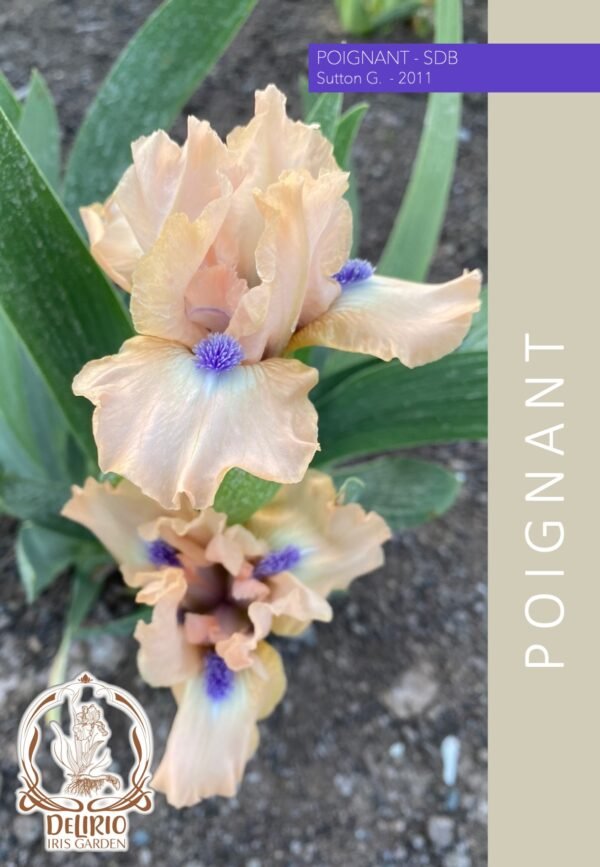 Poignant - Delirio Iris Garden