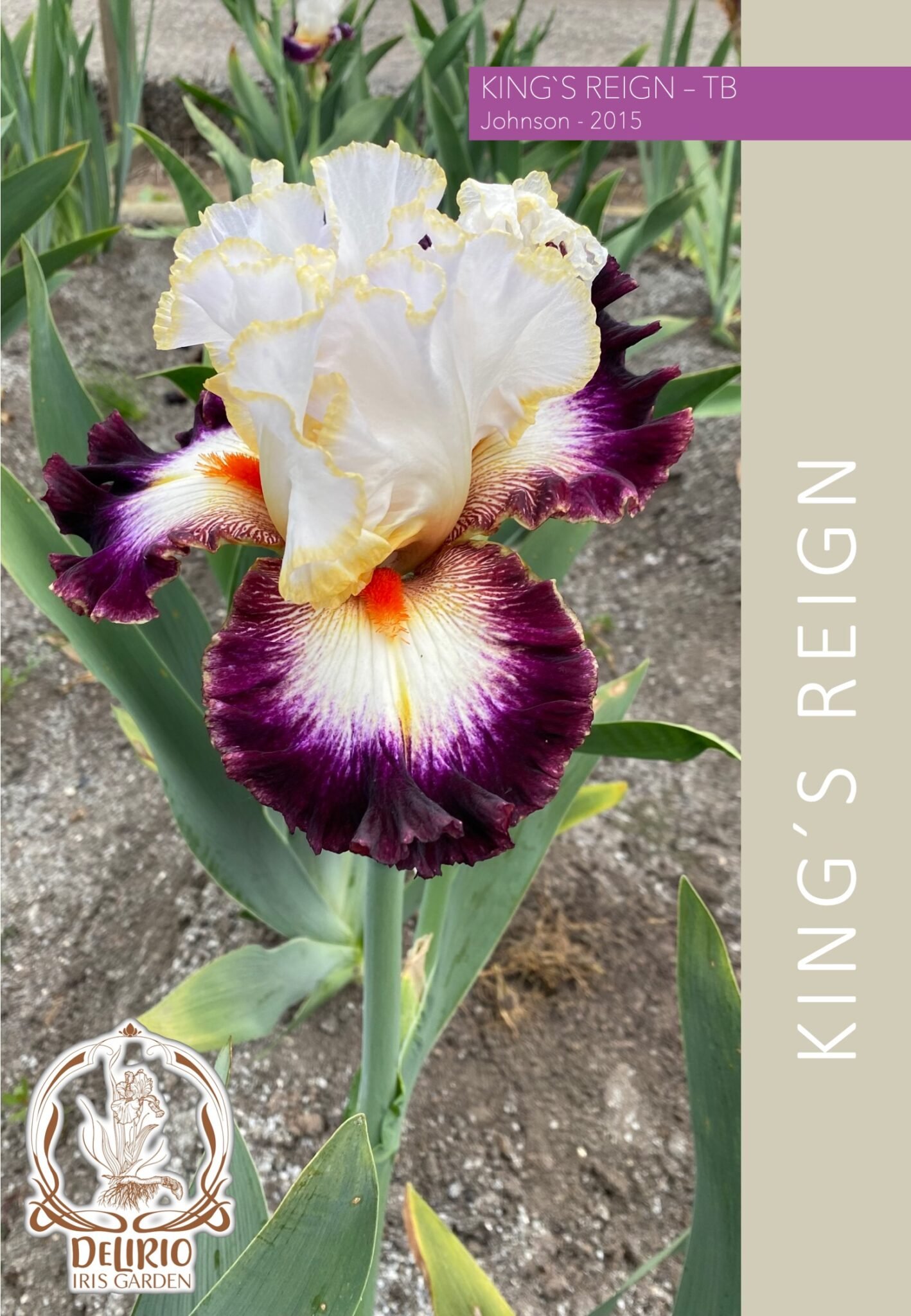 King's Reign - Delirio Iris Garden