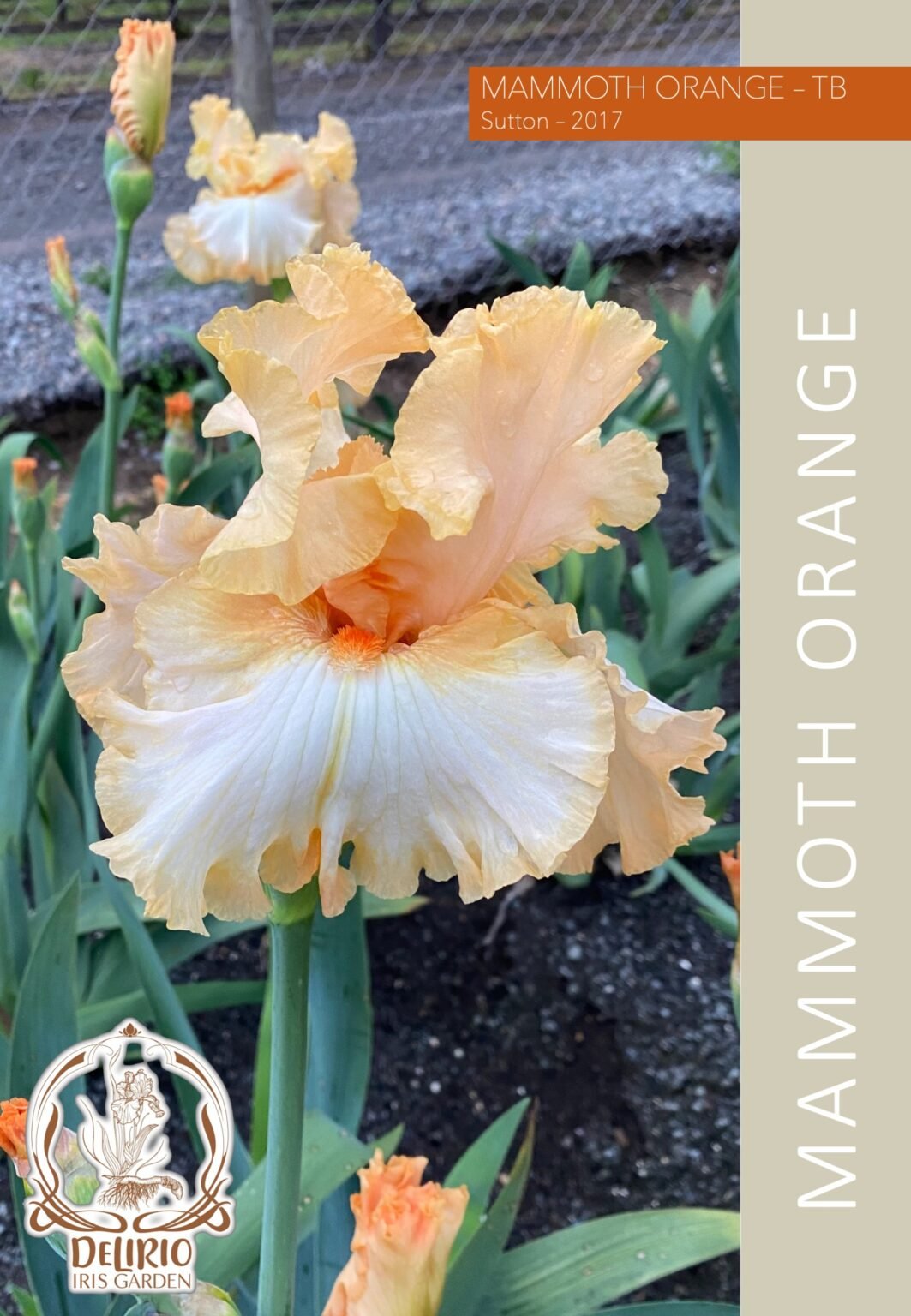 Mammoth Orange - Delirio Iris Garden
