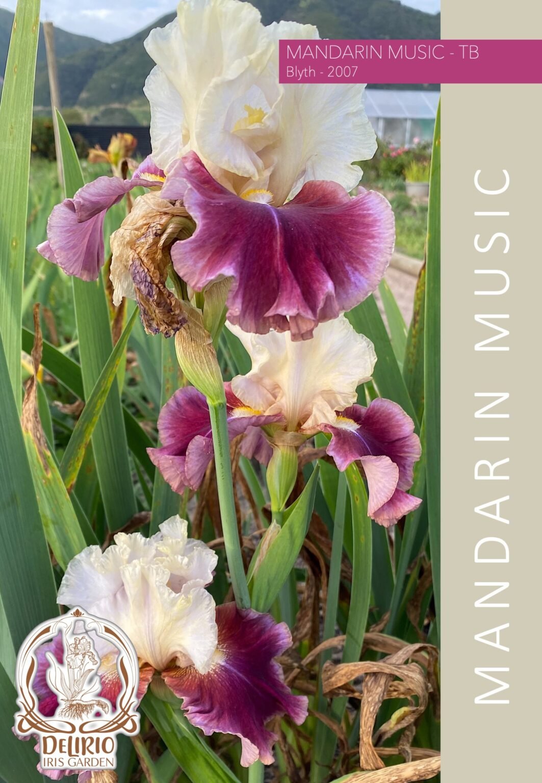 Mandarin Music - Delirio Iris Garden