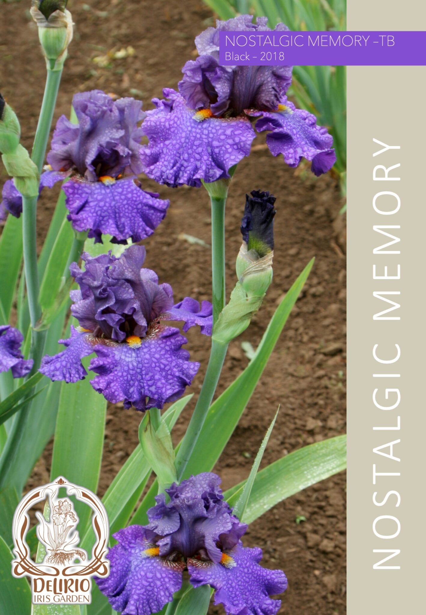 Nostalgic Memory - Delirio Iris Garden