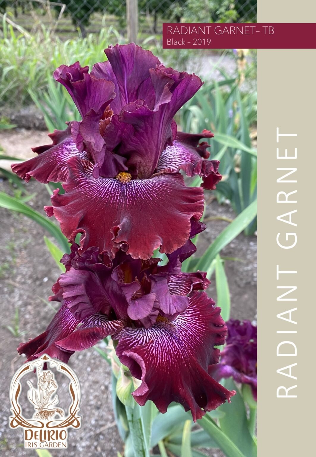 Delirio Iris Garden - Delirio Iris Garden