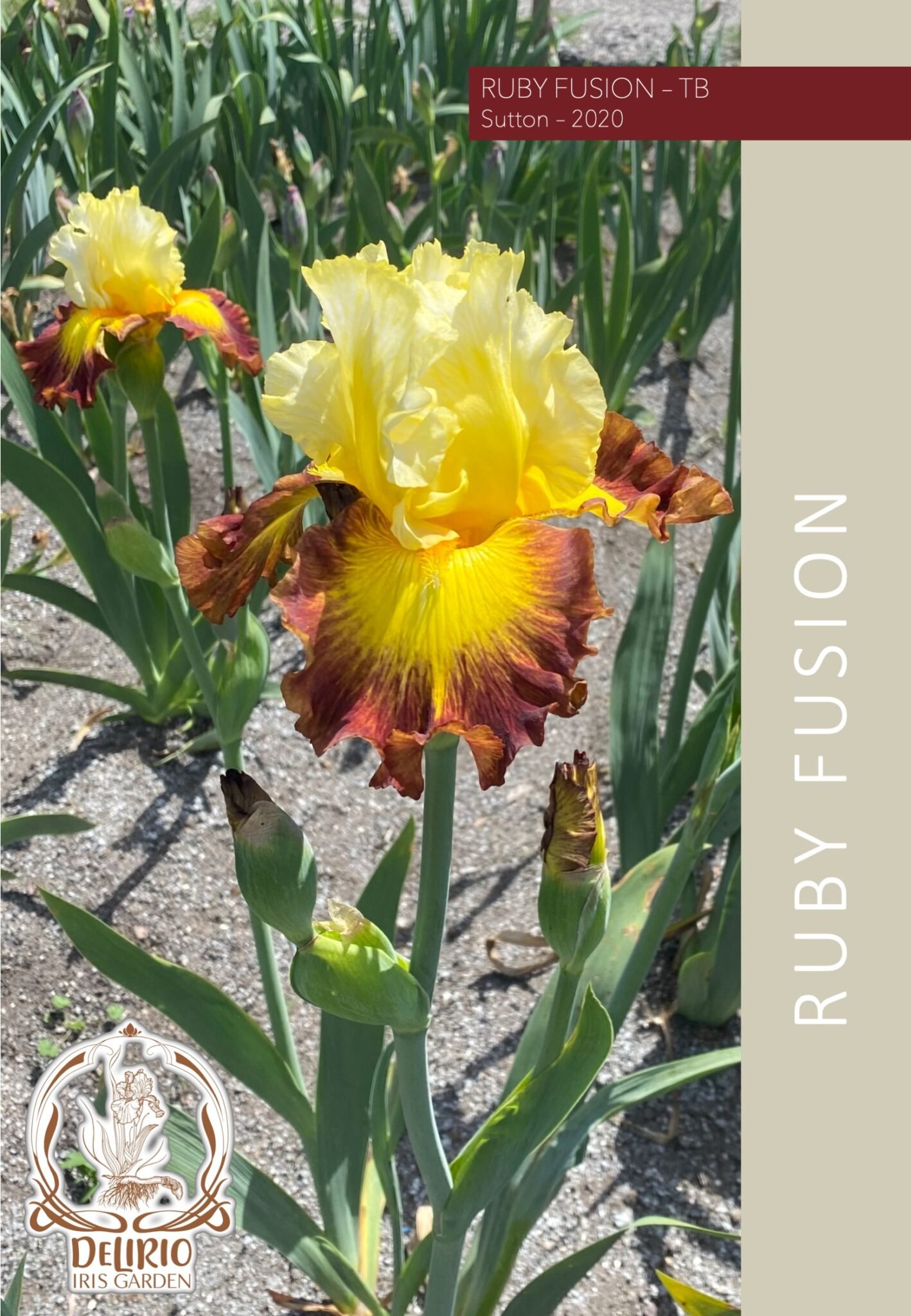 Ruby Fusion - Delirio Iris Garden