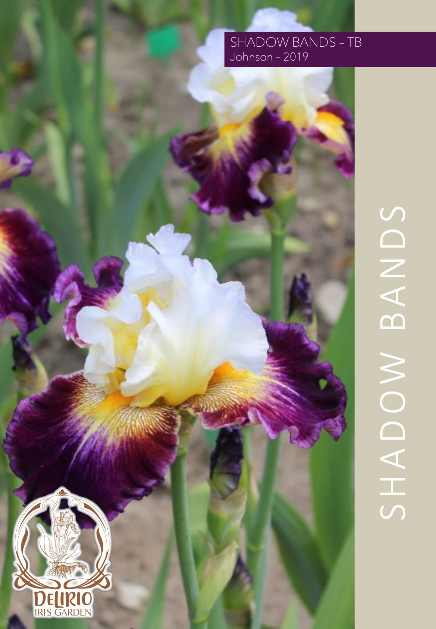 Shadow Bands - Delirio Iris Garden