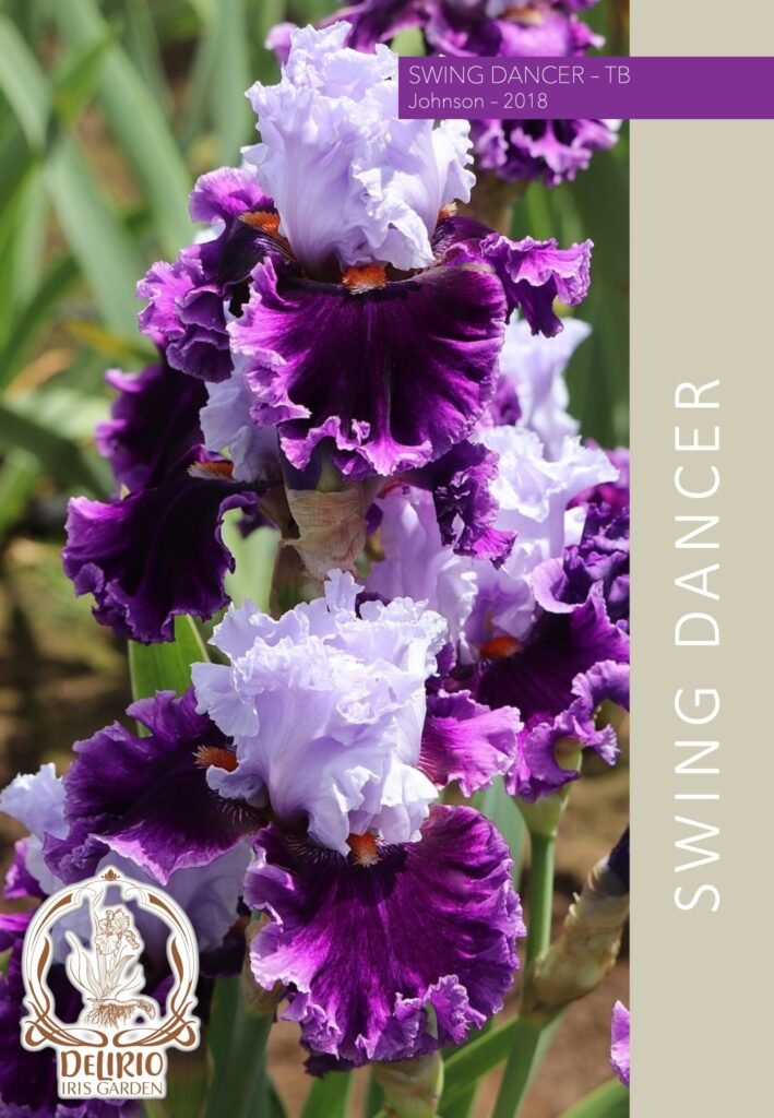 Delirio Iris Garden - Delirio Iris Garden
