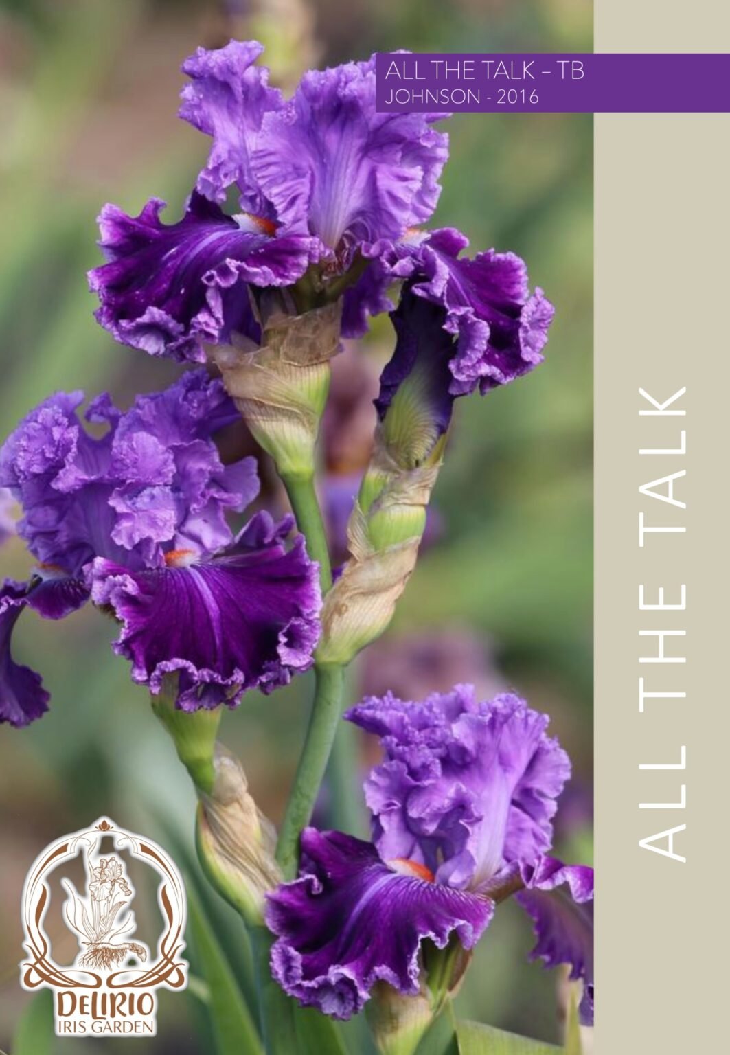 All The Talk - Delirio Iris Garden