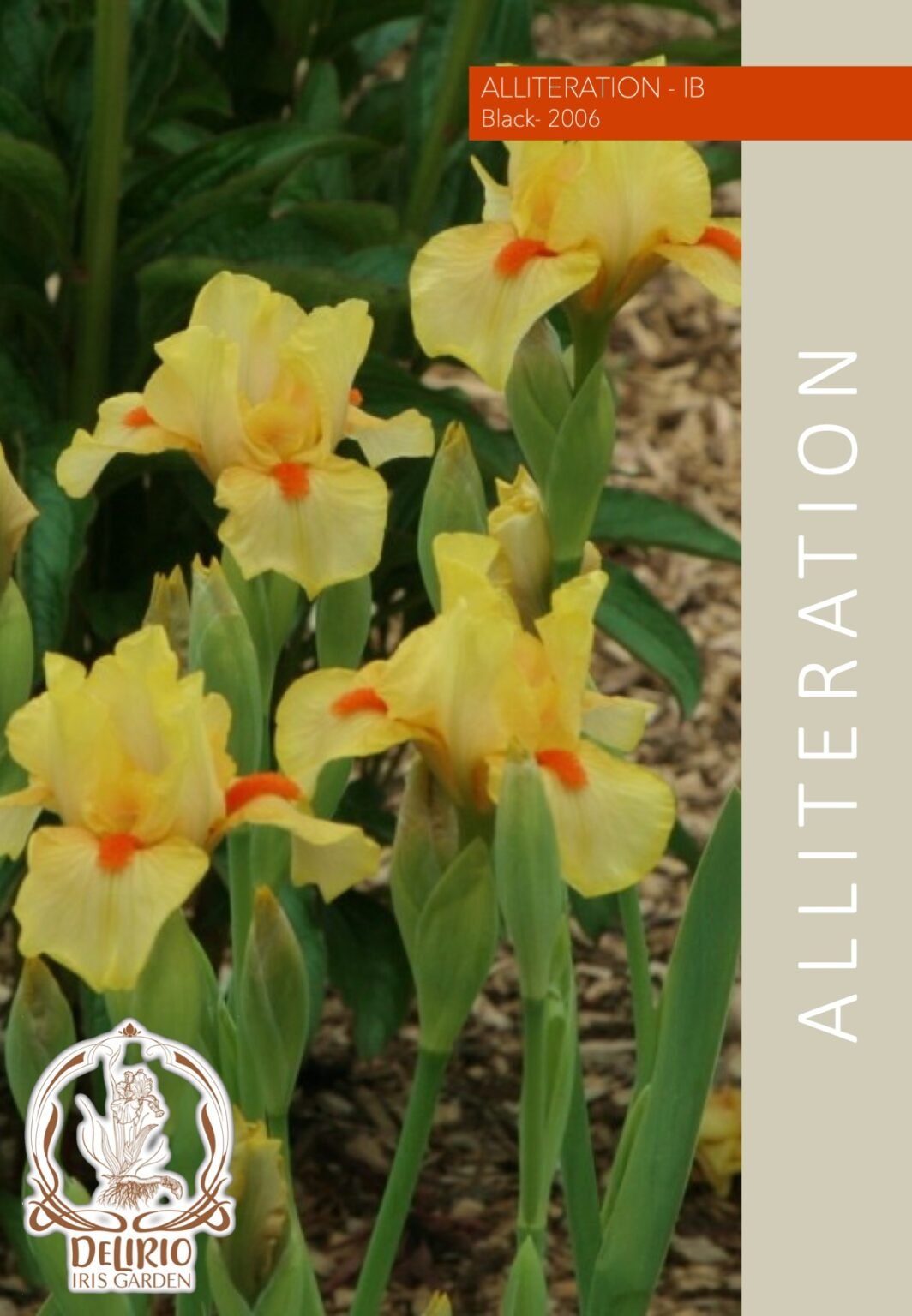 Delirio Iris Garden - Delirio Iris Garden