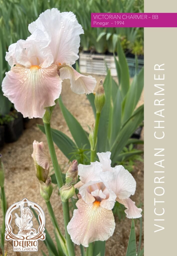 Delirio Iris Garden - Delirio Iris Garden